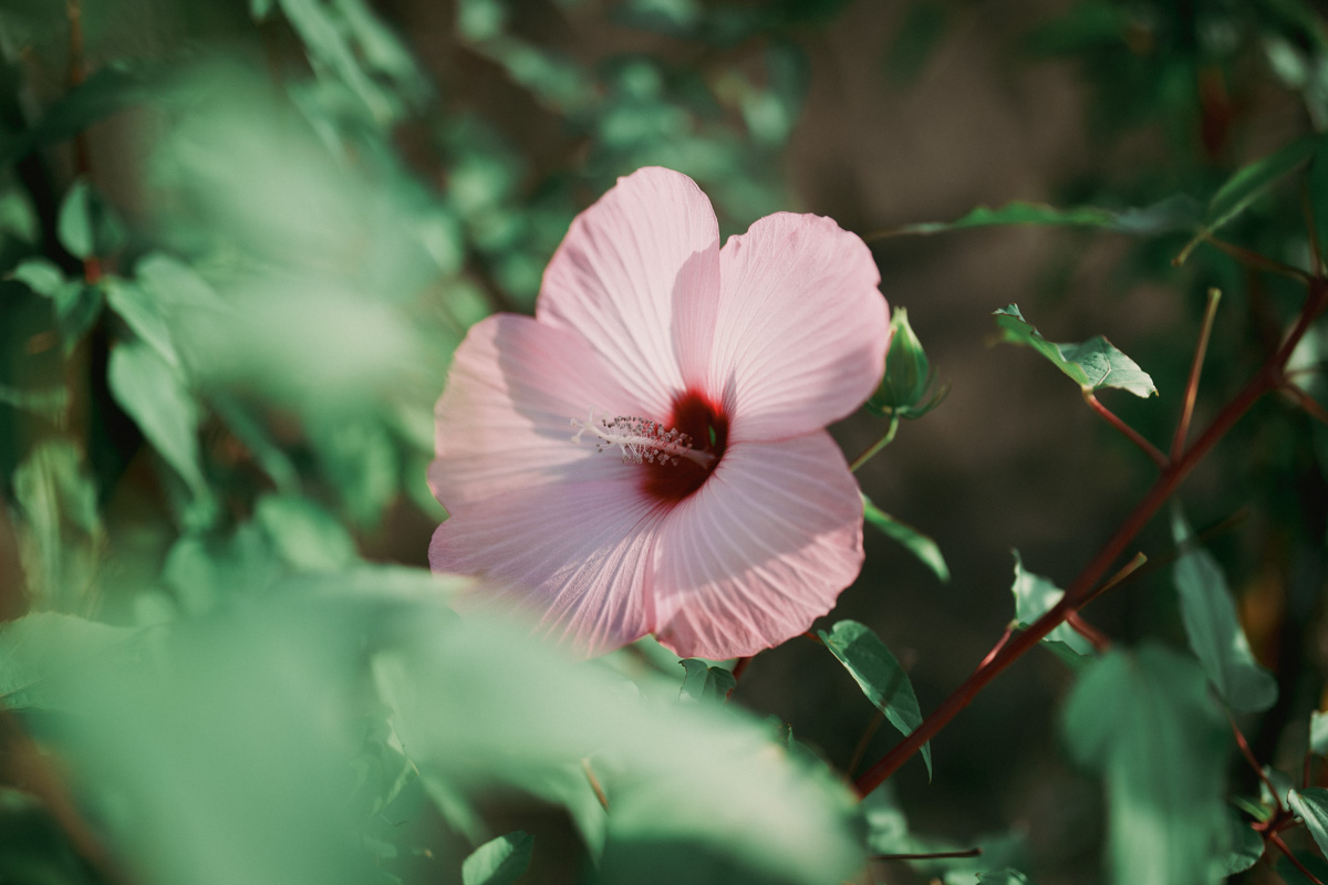 Choconuts – 映像と写真で、あなたの想いを形に